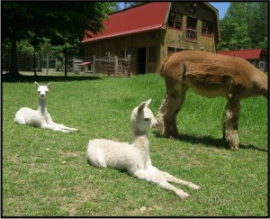 Visit the Farm – Alpaca Farm, Gardening, Cooking, Felting, Dying ...