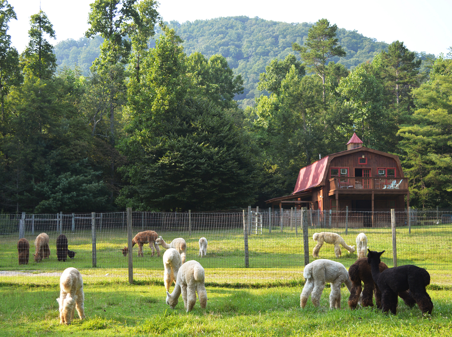 Visit the Farm – Alpacas, Felting, Dyeing, Glass Beads, Gardening ...