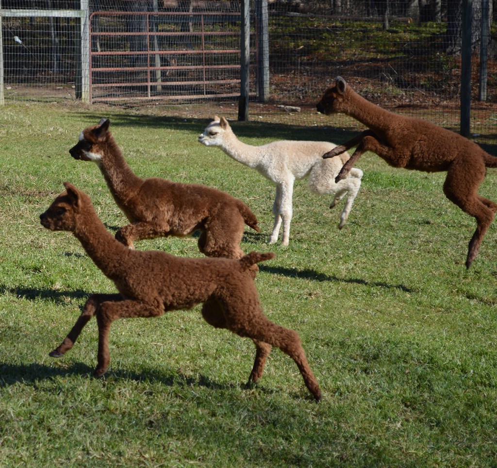 About Alpacas – Alpaca Farm, Gardening, Cooking, Felting, Dying ...