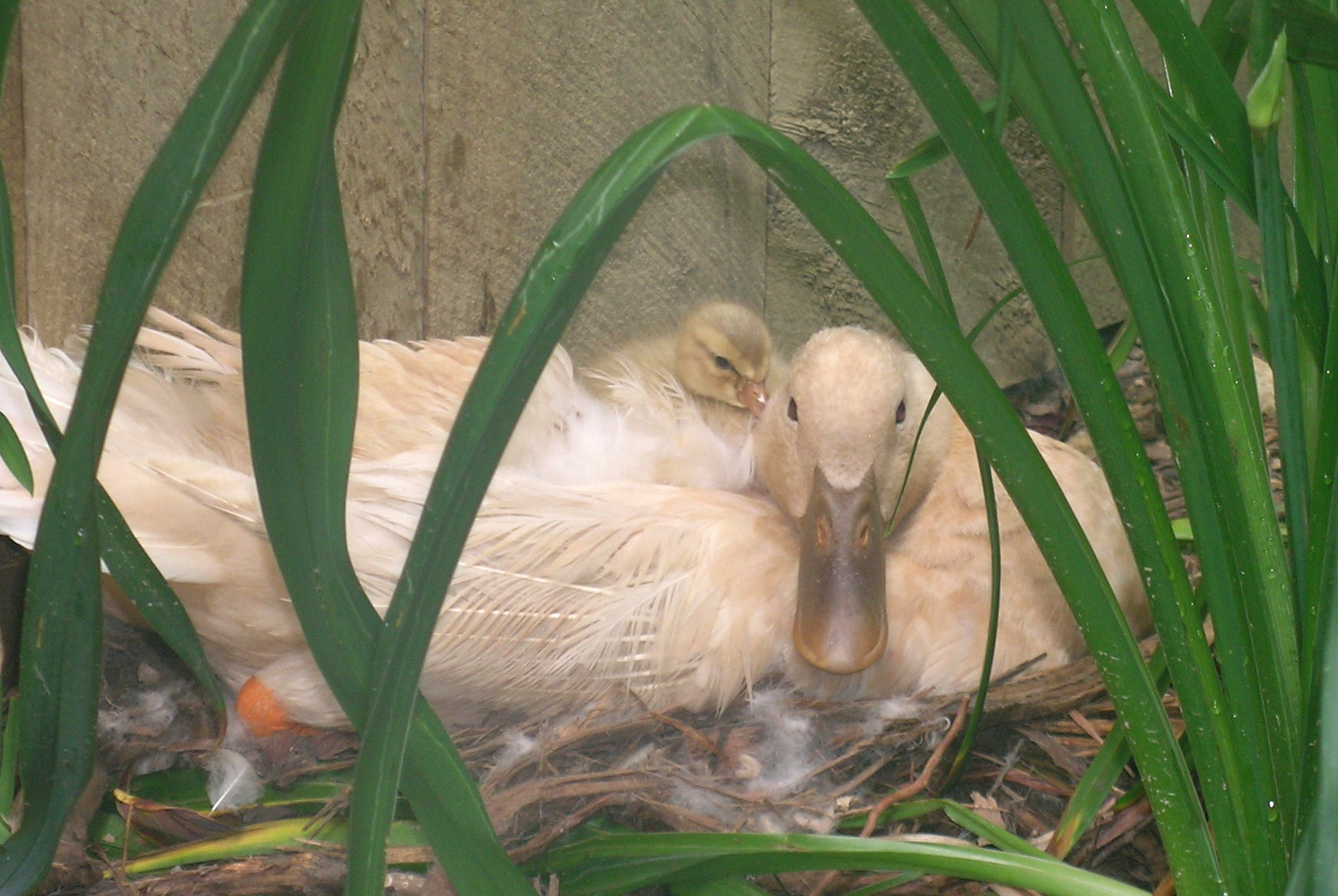 Ducks – Alpaca Farm, Gardening, Cooking, Felting, Dying & Making Glass ...